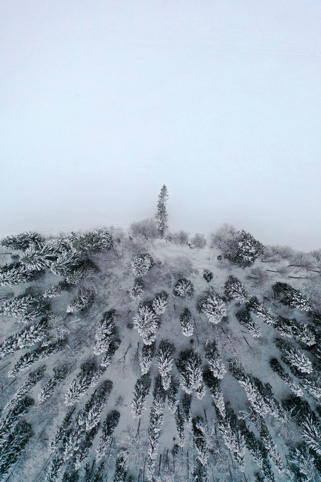 DIPHDA – Antoine Moon